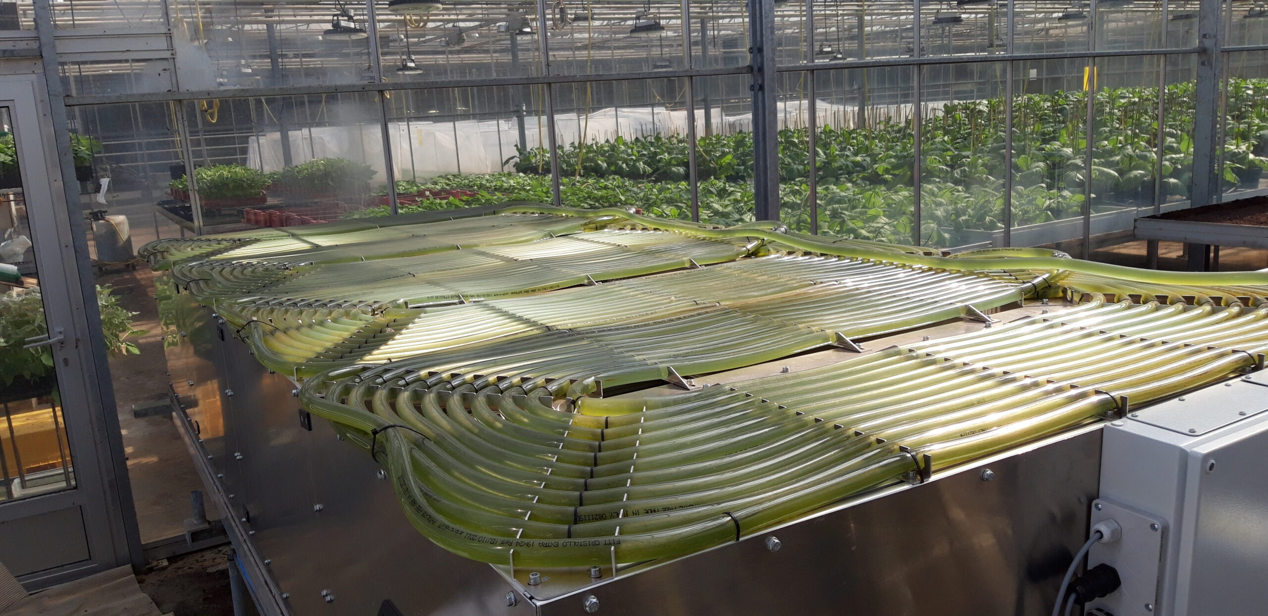 Astaxanthin für Aquakulturen - GMBU e.V.